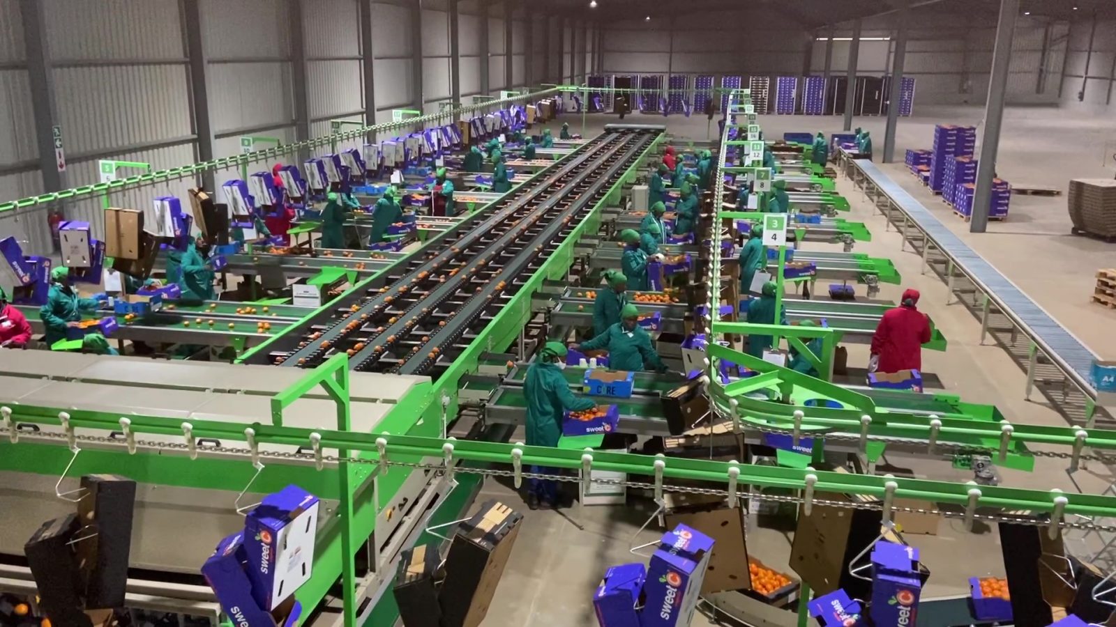 Burgpak Packing Process – Burger Boerdery & Burgpak